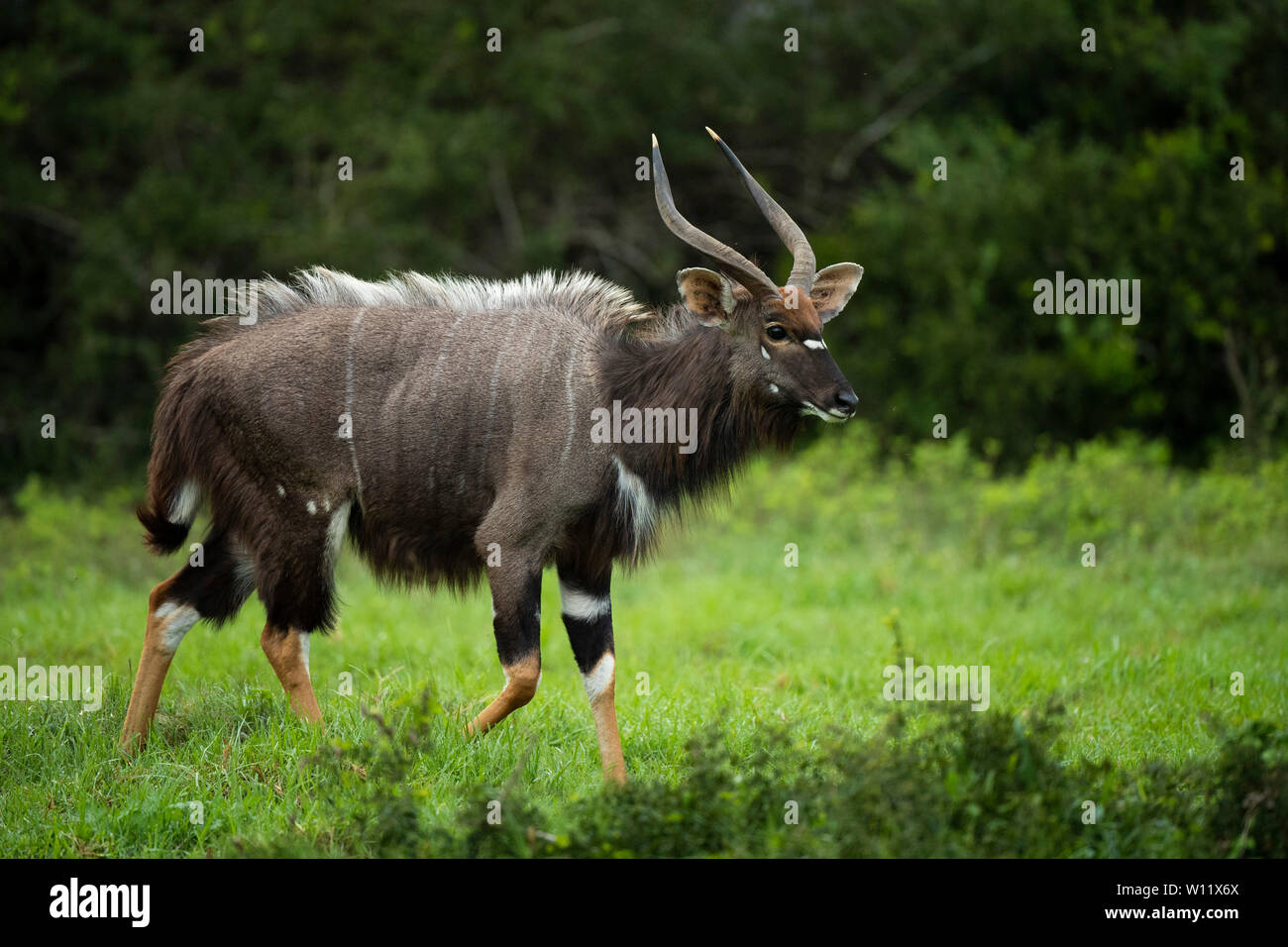 Nyala bull, Tragelaphus angasi, Sibuya Game Reserve, South Africa Stock ...