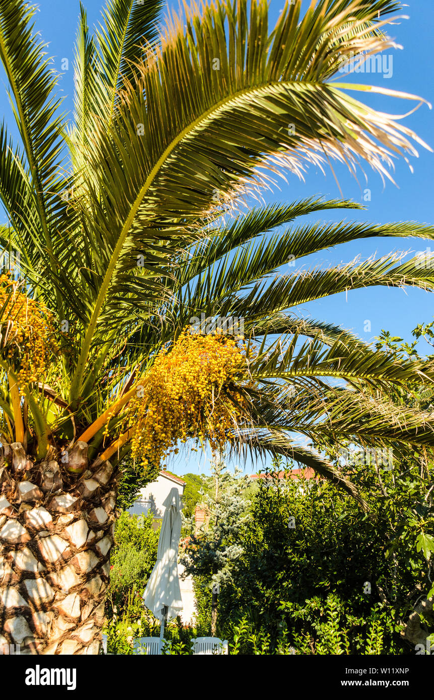 Dactyl High Resolution Stock Photography and Images - Alamy