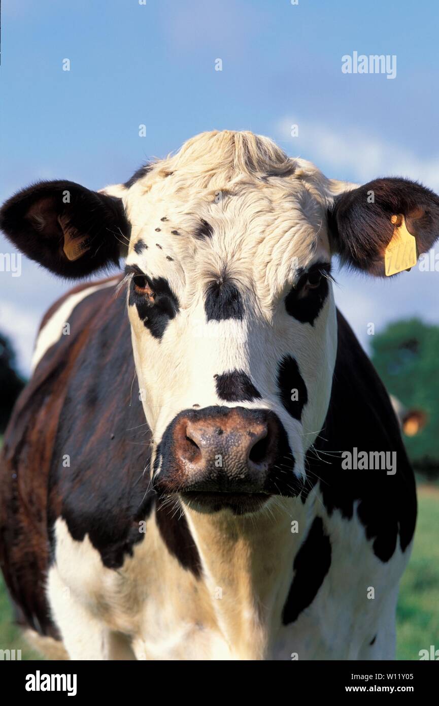 Normande cow hi-res stock photography and images - Alamy