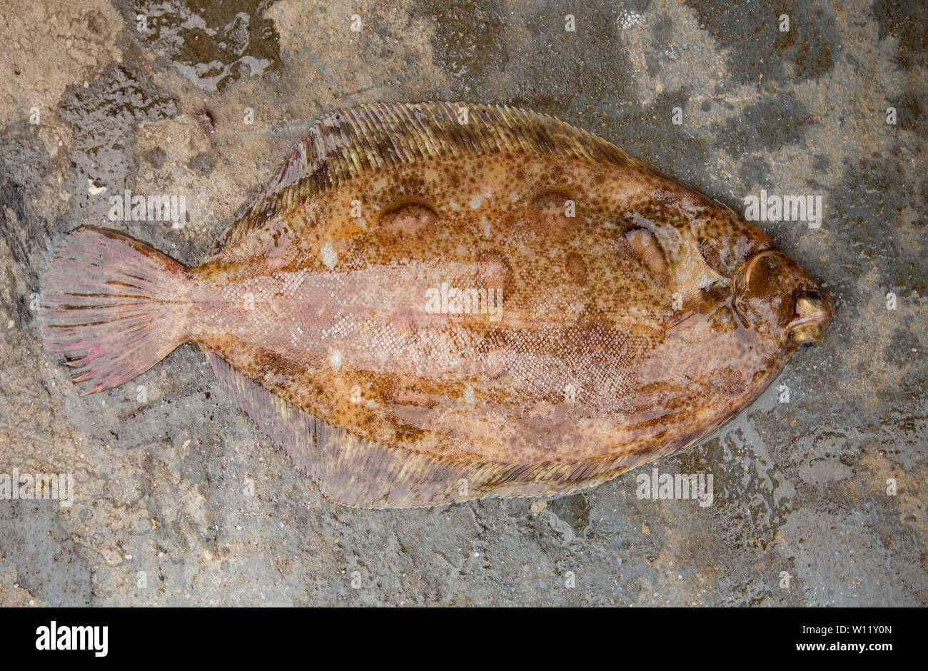 A lemon sole, Microstomus kitt, on the deck of a trawler that was ...