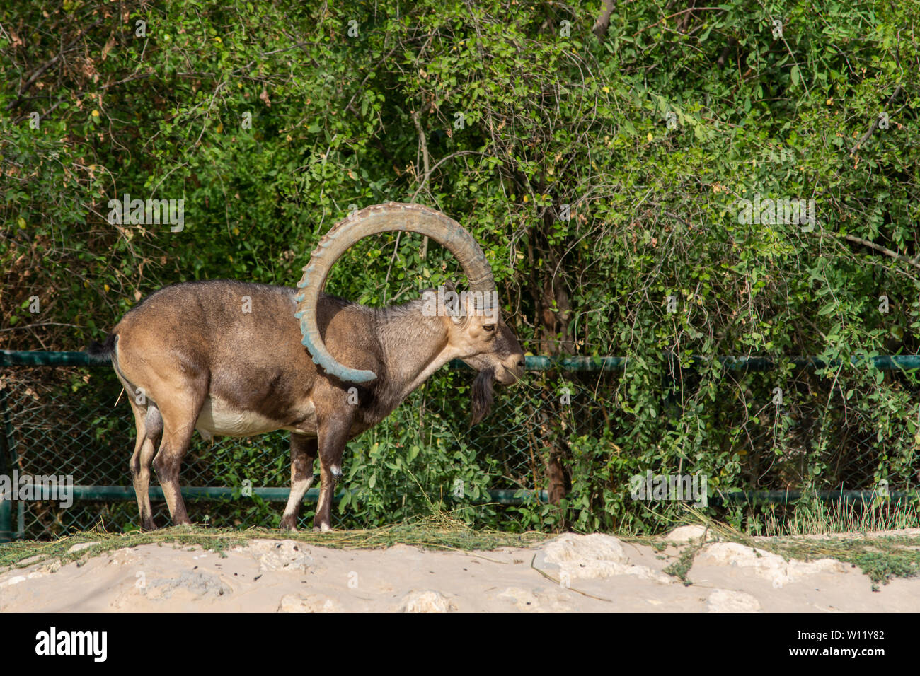 A male Nubian Ibex eating showing off those large curved horns (capra ...