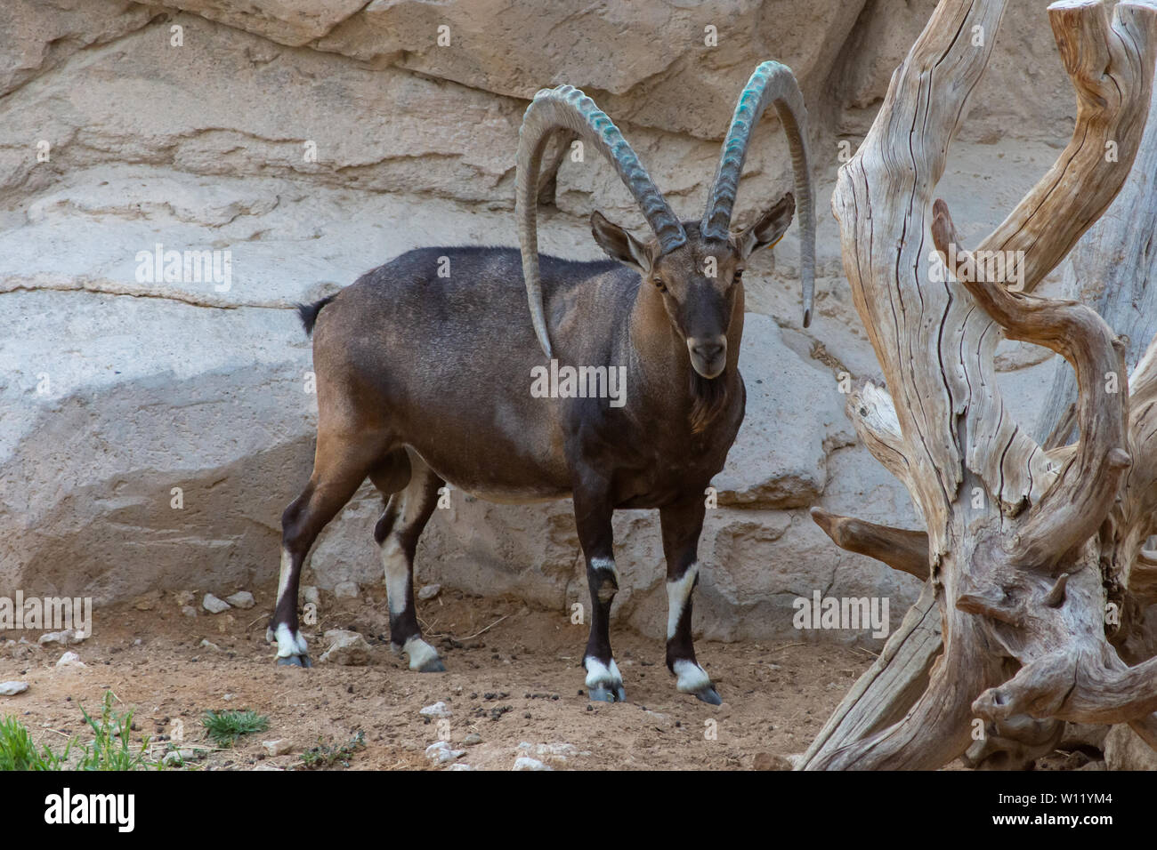 A male Nubian Ibex stops and stares along the mountain rocks showing ...
