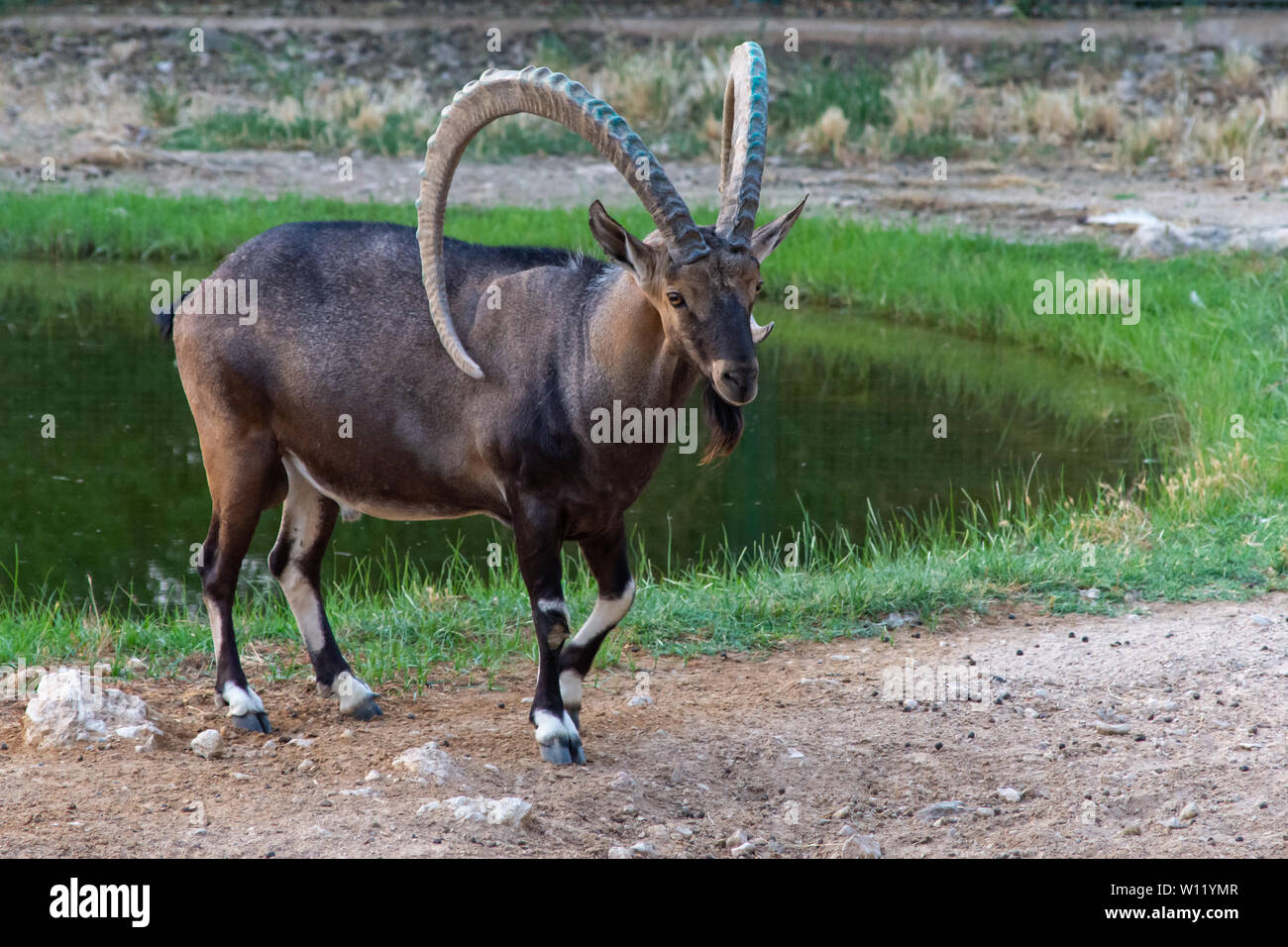 A male Nubian Ibex standing next to a green area and water showing off ...