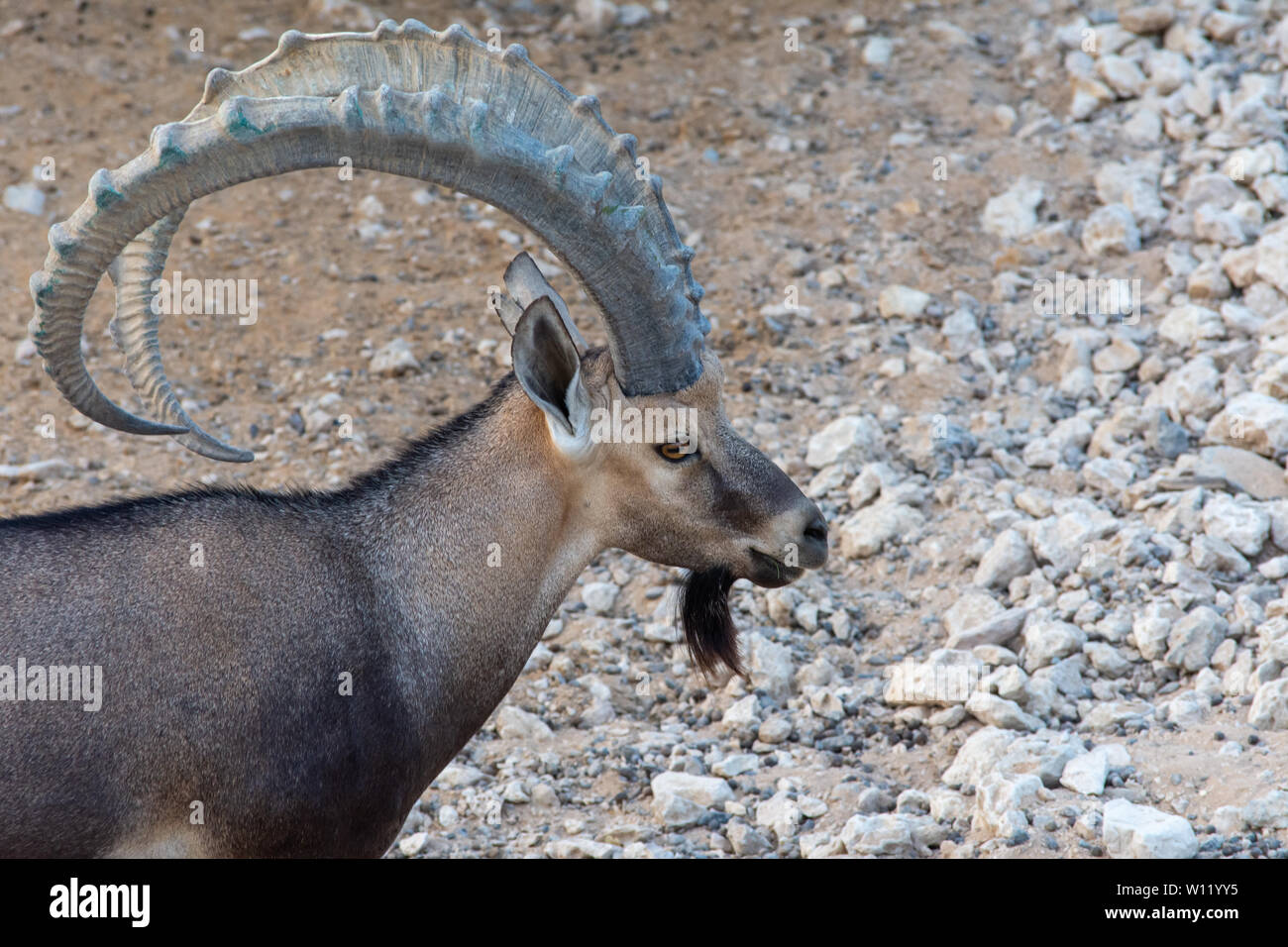 A close up of a male Nubian Ibex standing showing off those large ...