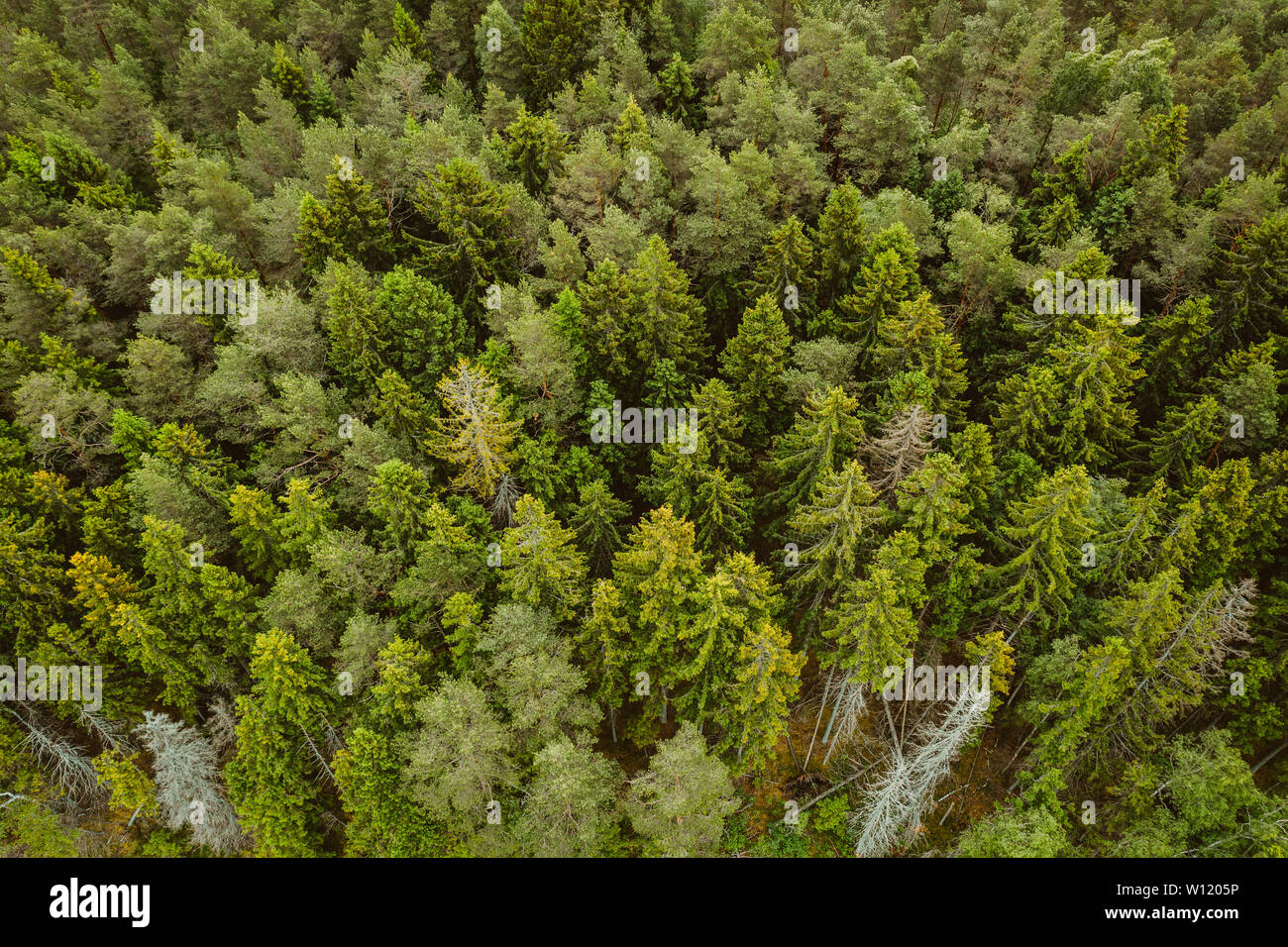 Aerial view forest tree branches hi-res stock photography and images ...