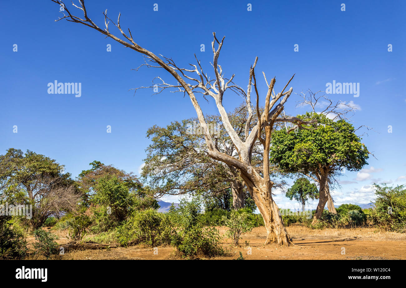 African plains landscape hi-res stock photography and images - Alamy
