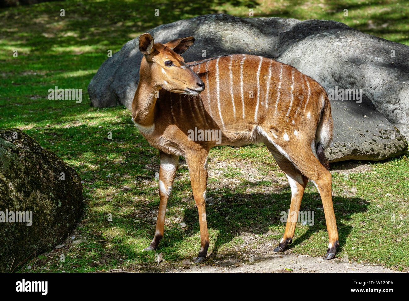 The nyala, Tragelaphus angasii is a spiral-horned antelope native to ...