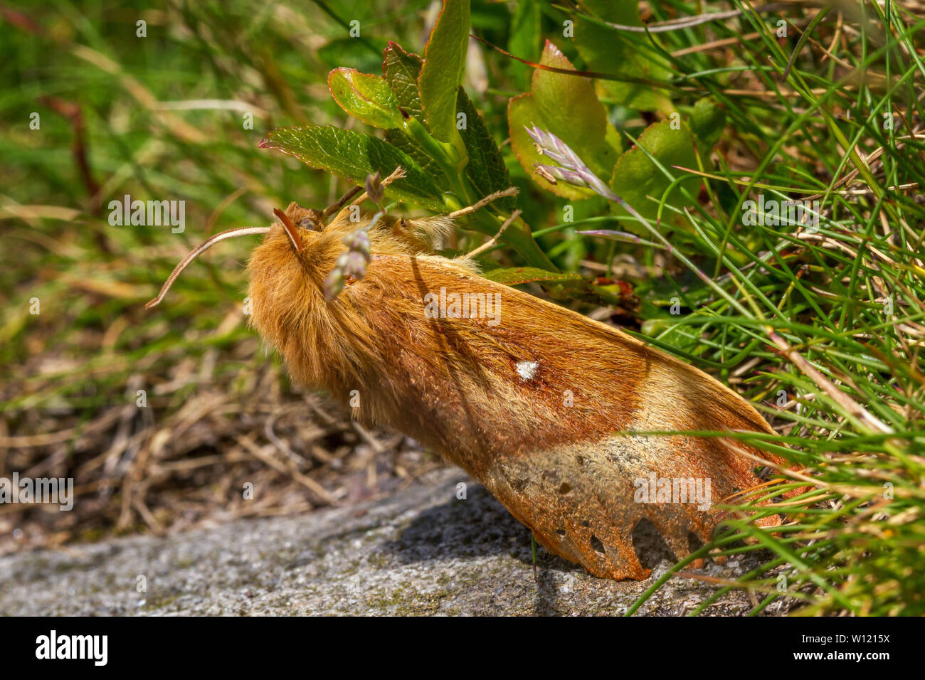 Eggar moth hi-res stock photography and images - Alamy