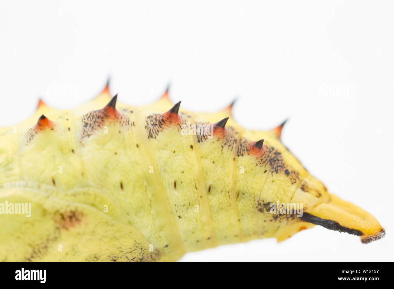 Detail of a peacock butterfly, Aglais io, chrysalis, or pupa. In the ...