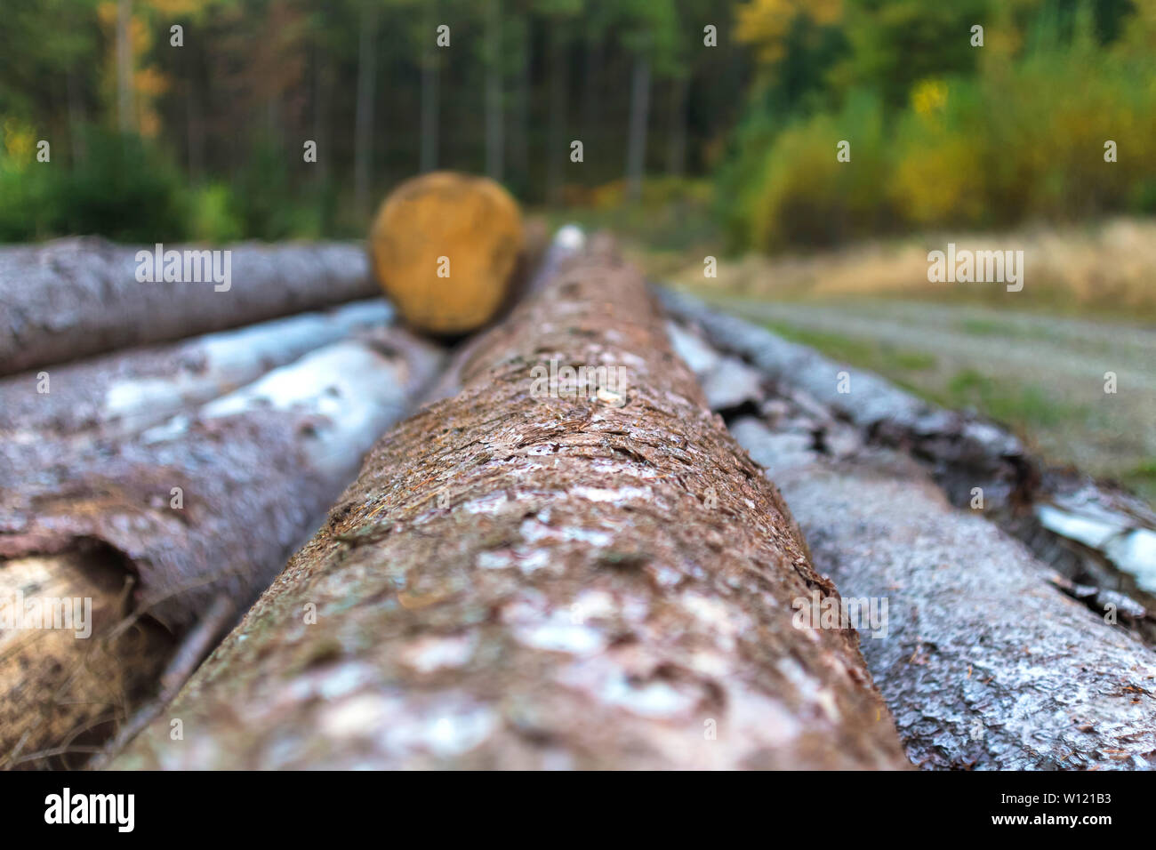 timber in the forest background Stock Photo - Alamy