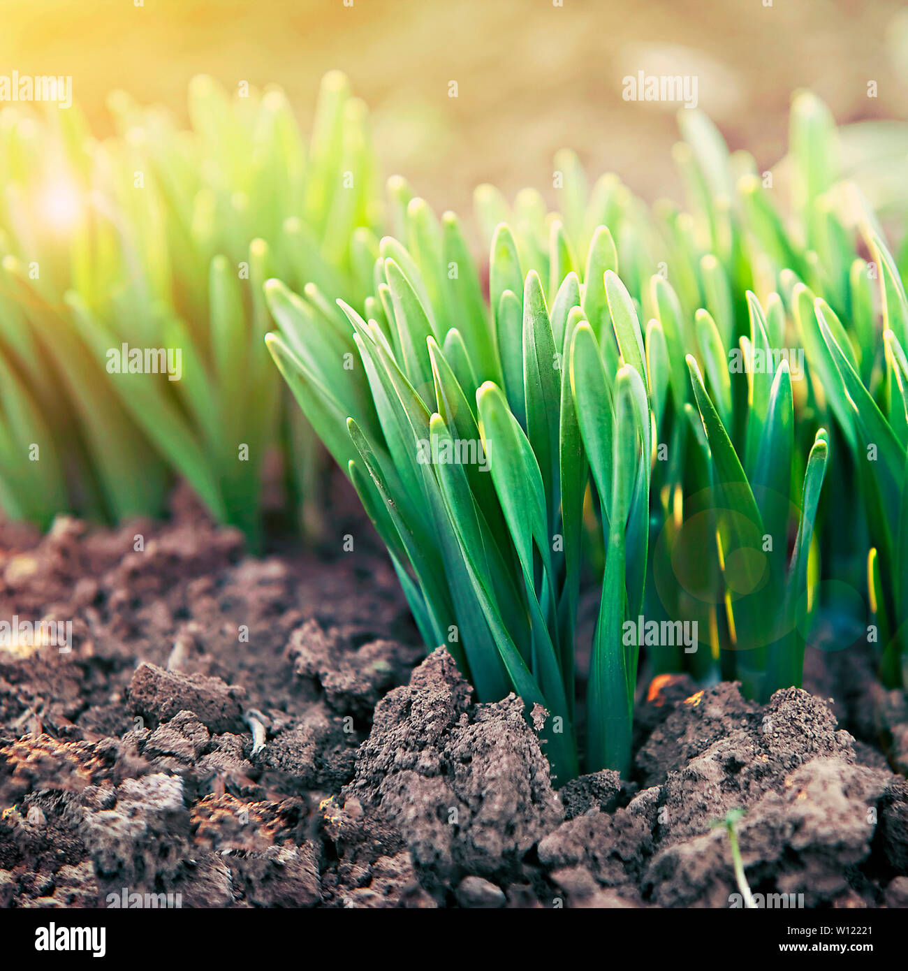 young green shoots in the backlit sunlight Stock Photo - Alamy