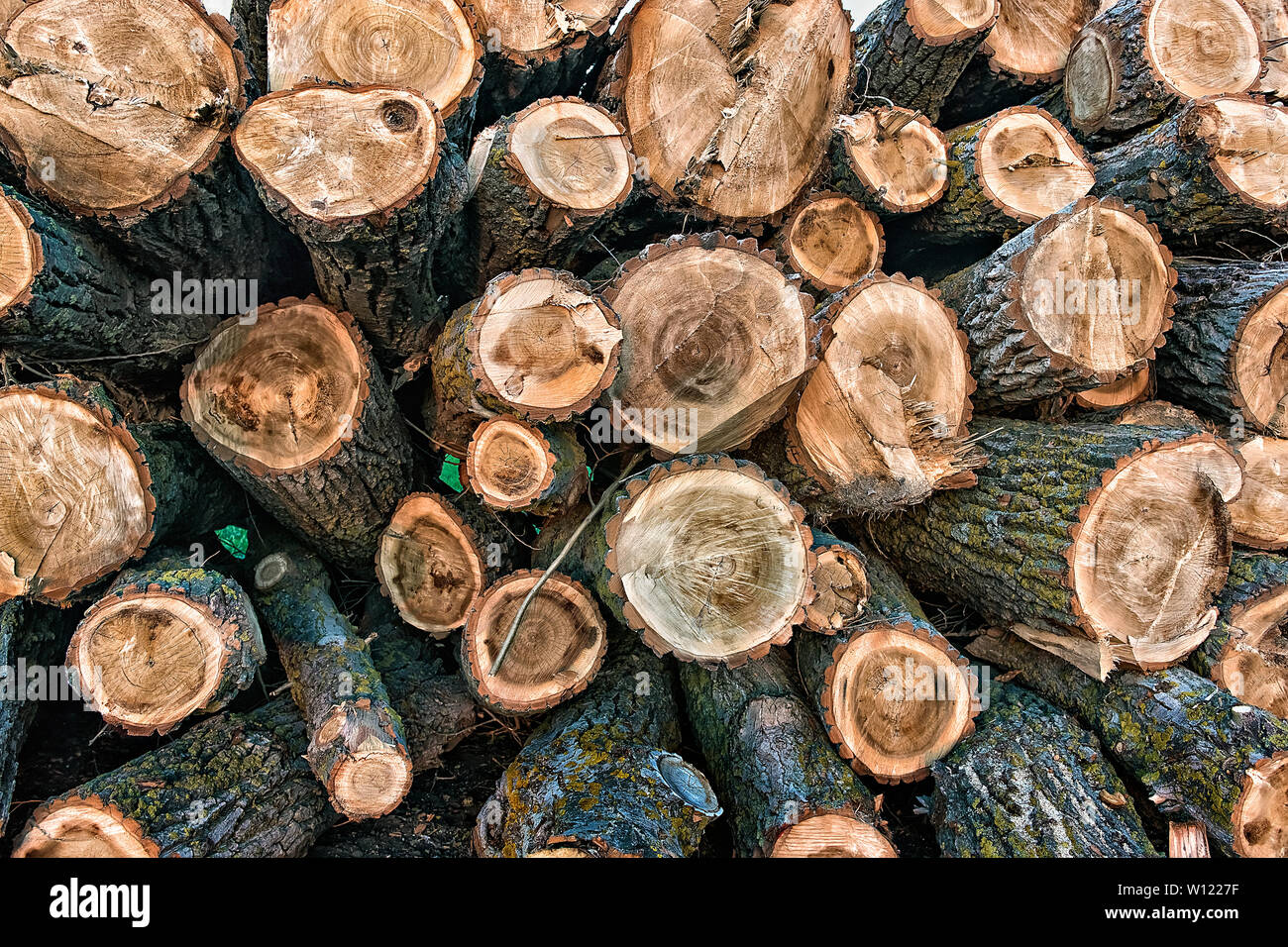 Cut wooden logs lying cutting hi-res stock photography and images - Alamy