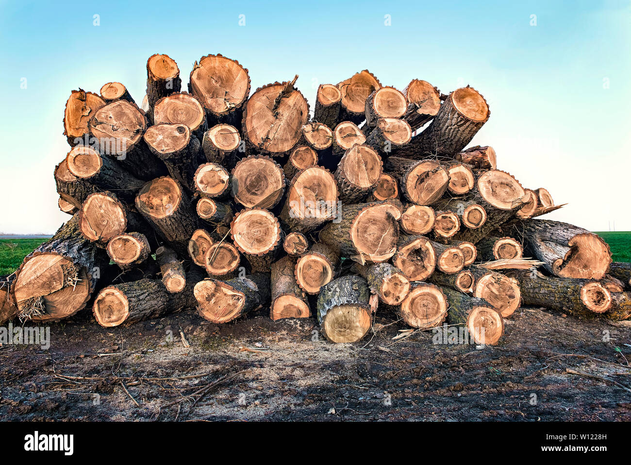 Big pile of logs hi-res stock photography and images - Alamy