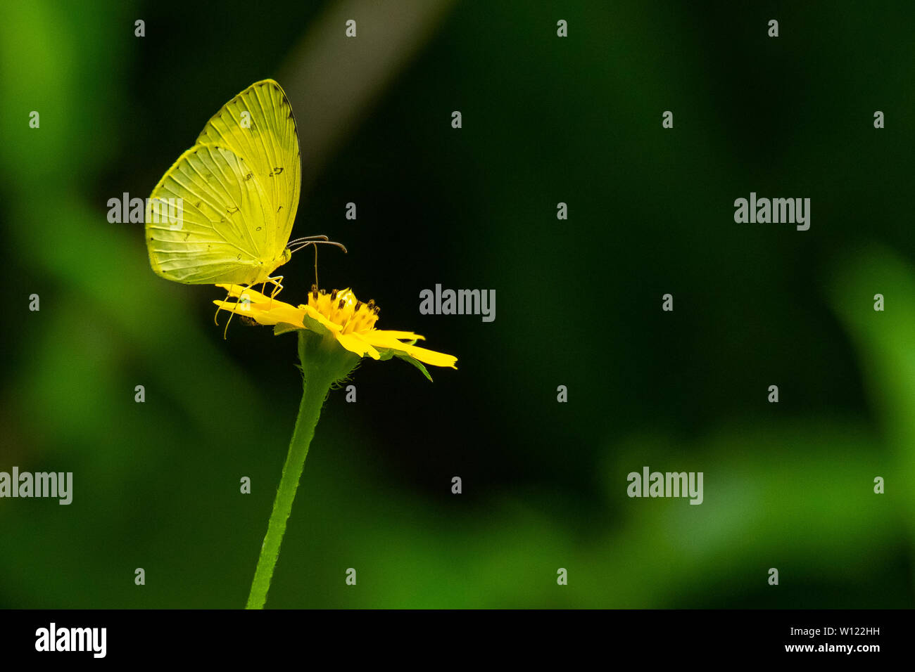 Grass yellow butterfly hi-res stock photography and images - Alamy