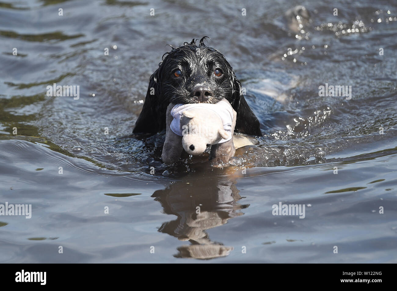 Tricky the Spaniel swims in the pond on Clapham Common in London Stock ...
