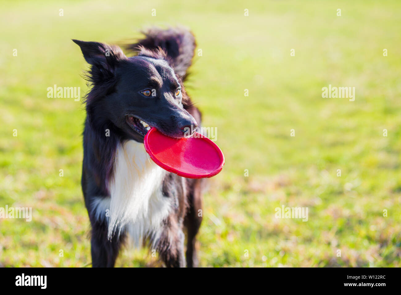 Border collie and frisbee hi-res stock photography and images - Alamy