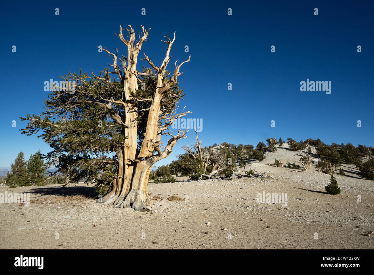 Ancient Bristlecone Pine tree in sub alpine zone of the White Mountains ...