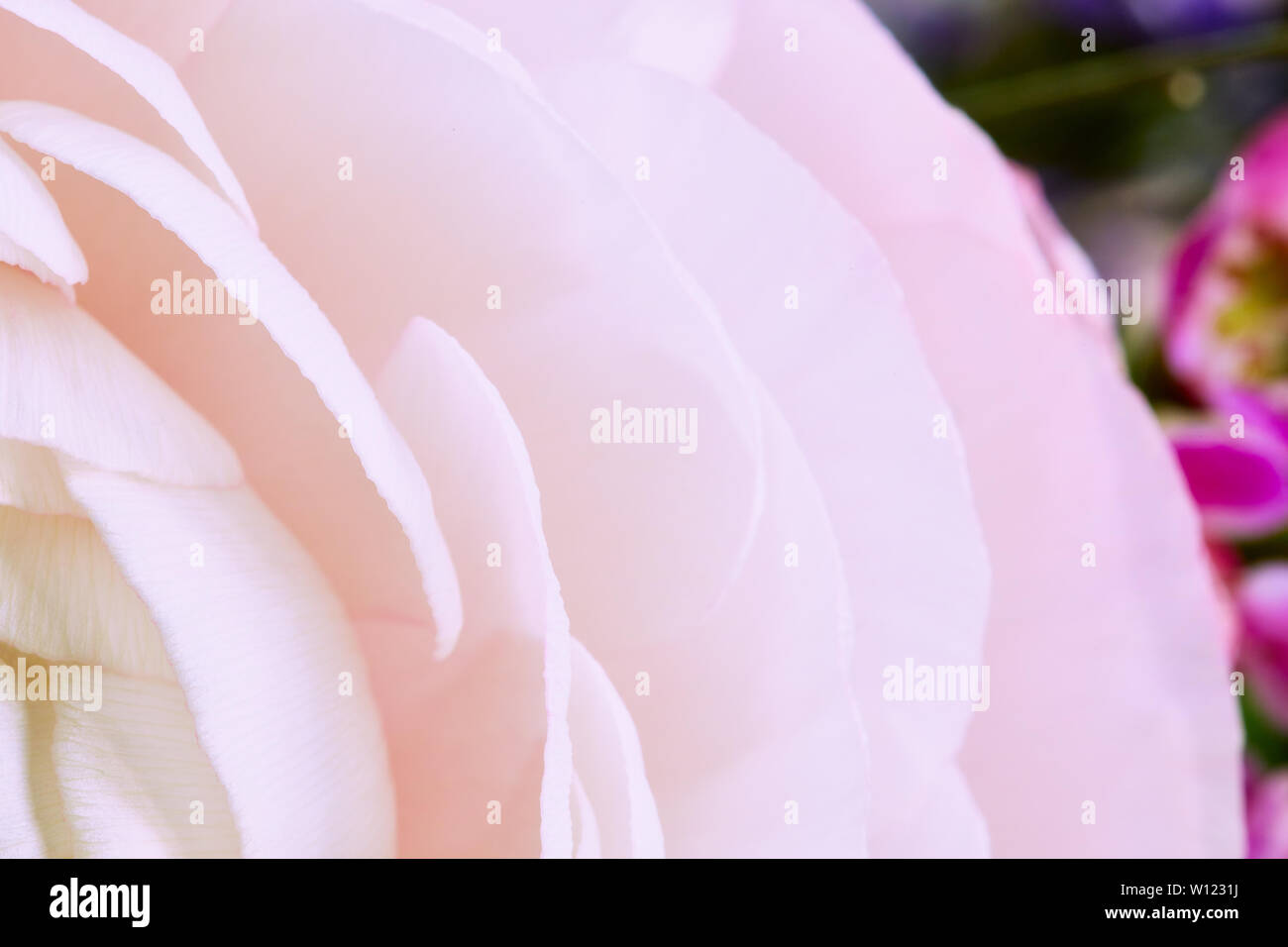 Faint pink hi-res stock photography and images - Alamy