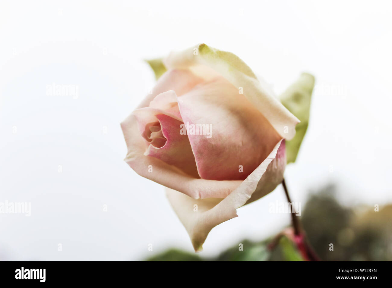 Single pink rose on a white background at a botanical garden and it is ...