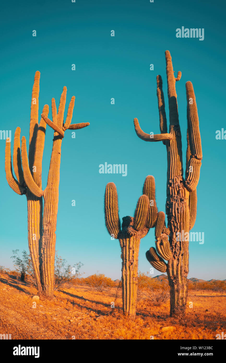 Saguaro cactus near phoenix hi-res stock photography and images - Alamy