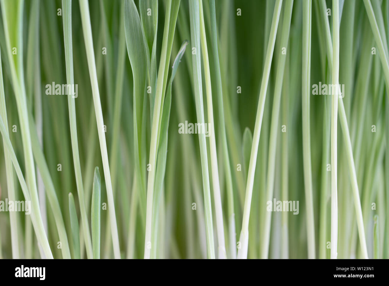 Wheat Plant Roots High Resolution Stock Photography and Images - Alamy