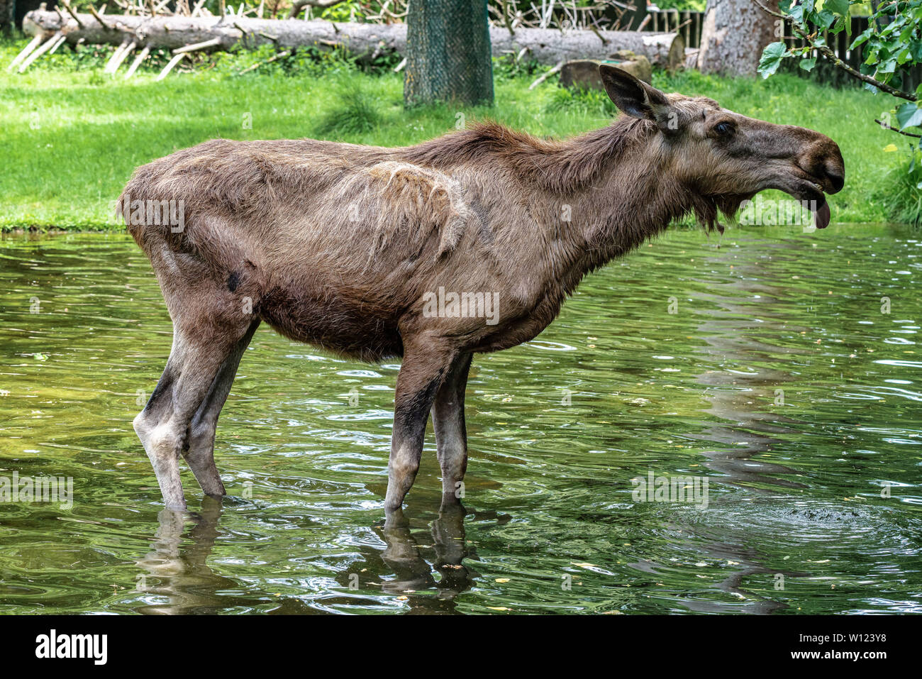 European Moose, Alces alces, also known as the elk. Wild life animal ...