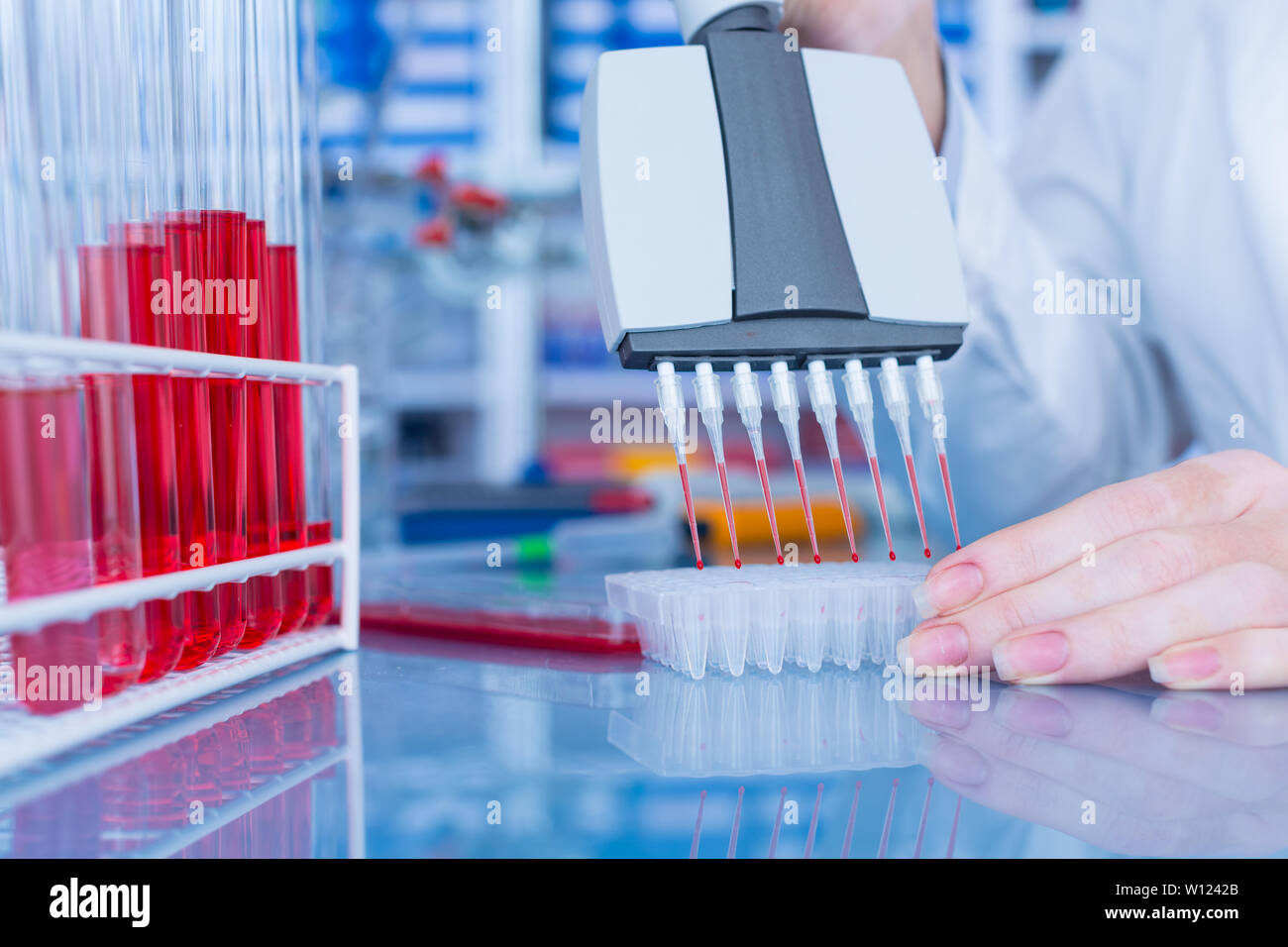 Multichannel pipette in the laboratory Stock Photo - Alamy
