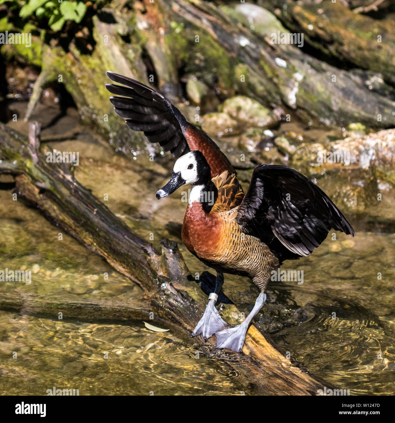White-faced whistling duck, Dendrocygna viduata, noisy bird with a ...