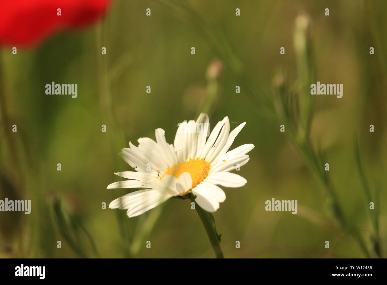 A single daisy in a wildflower meadow Stock Photo - Alamy