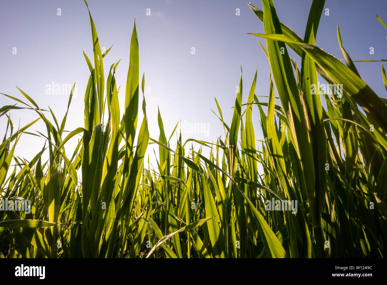 Green summer grass bottom view on sky and sun. Morning Dew on Grass at ...