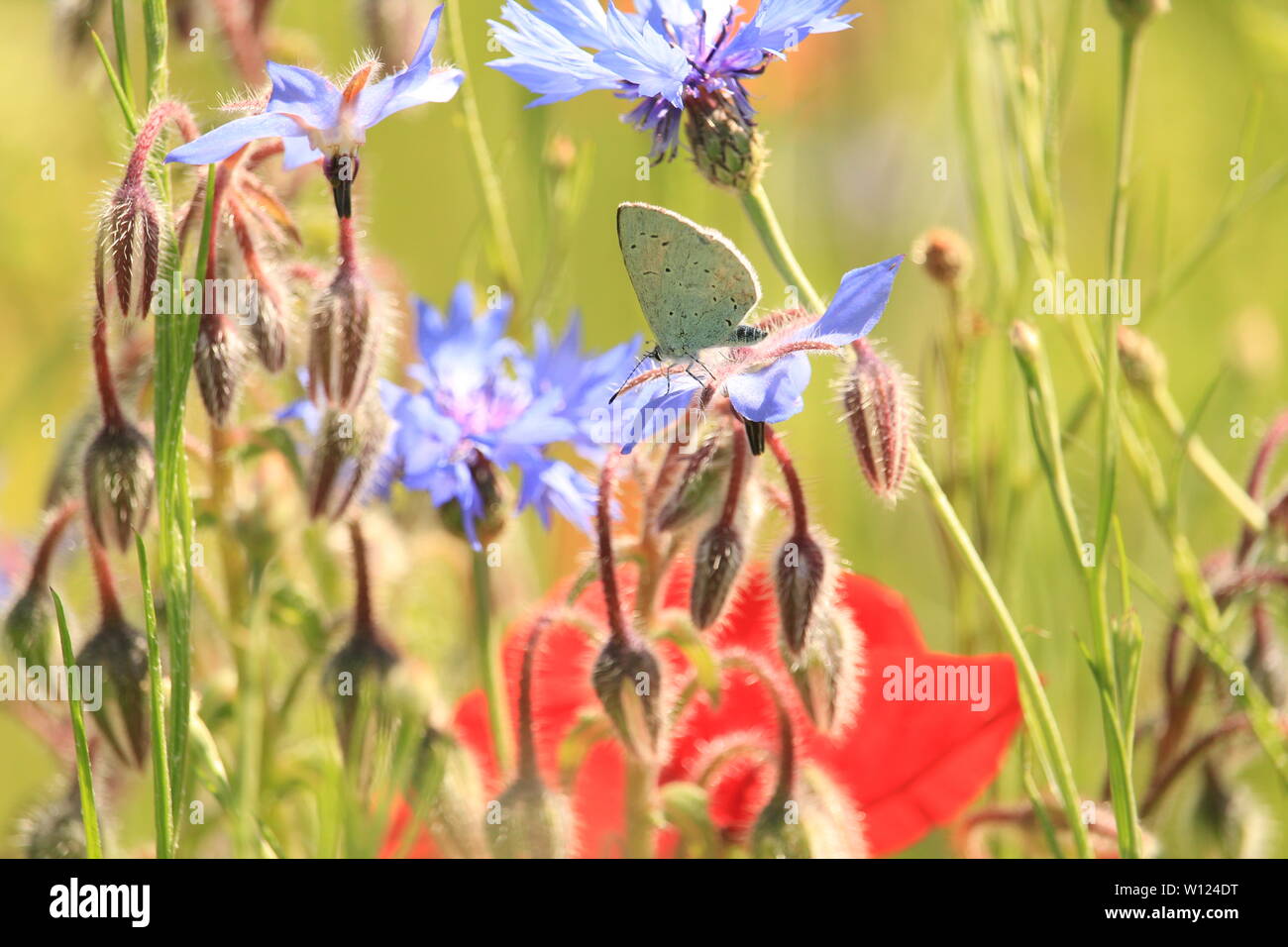 Natural World - A Holly Blue butterfly collecting pollen from the ...