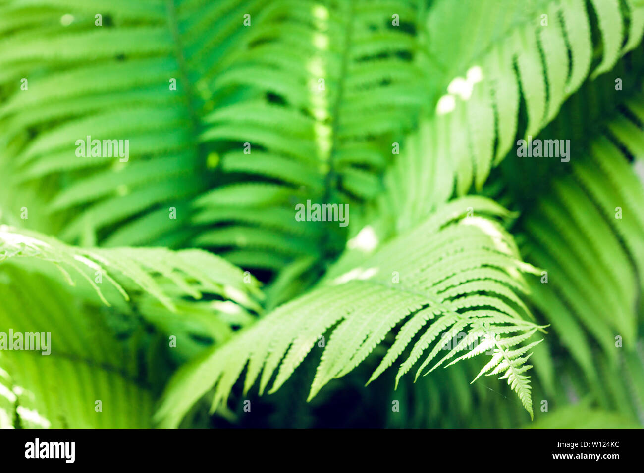 Fern (Polypodiophyta) with green leaves texture background, plants in a ...