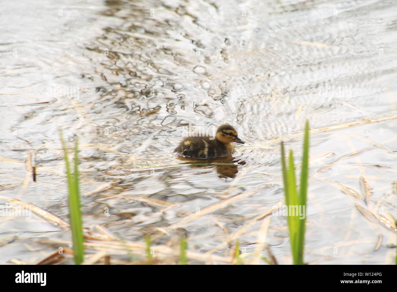 Wild Nature - A fresh colourful image of a young duckling swimming ...