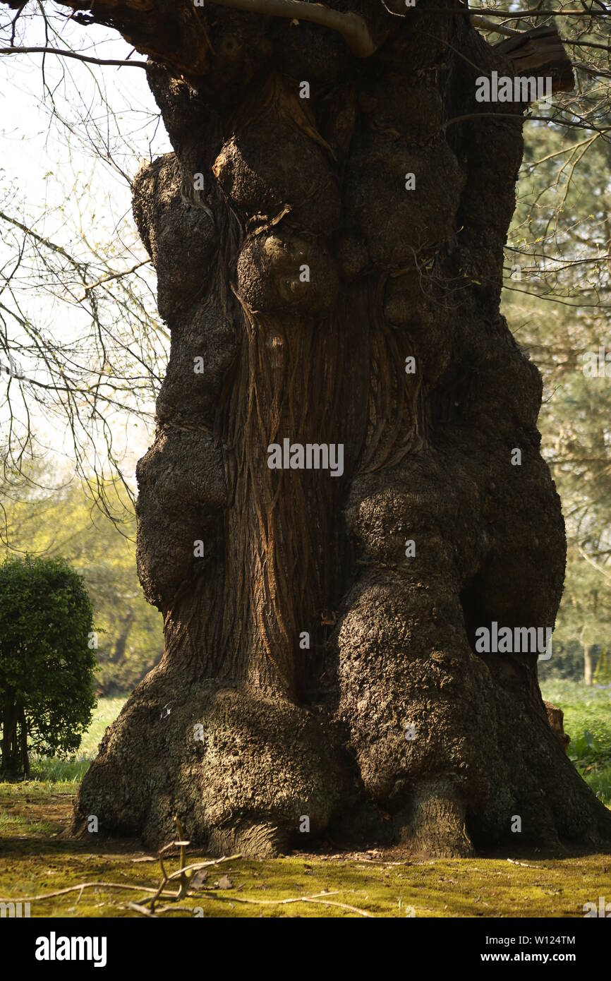 Ancient Sweet Chestnut trees, Castanea sativa, borders the woodland ...