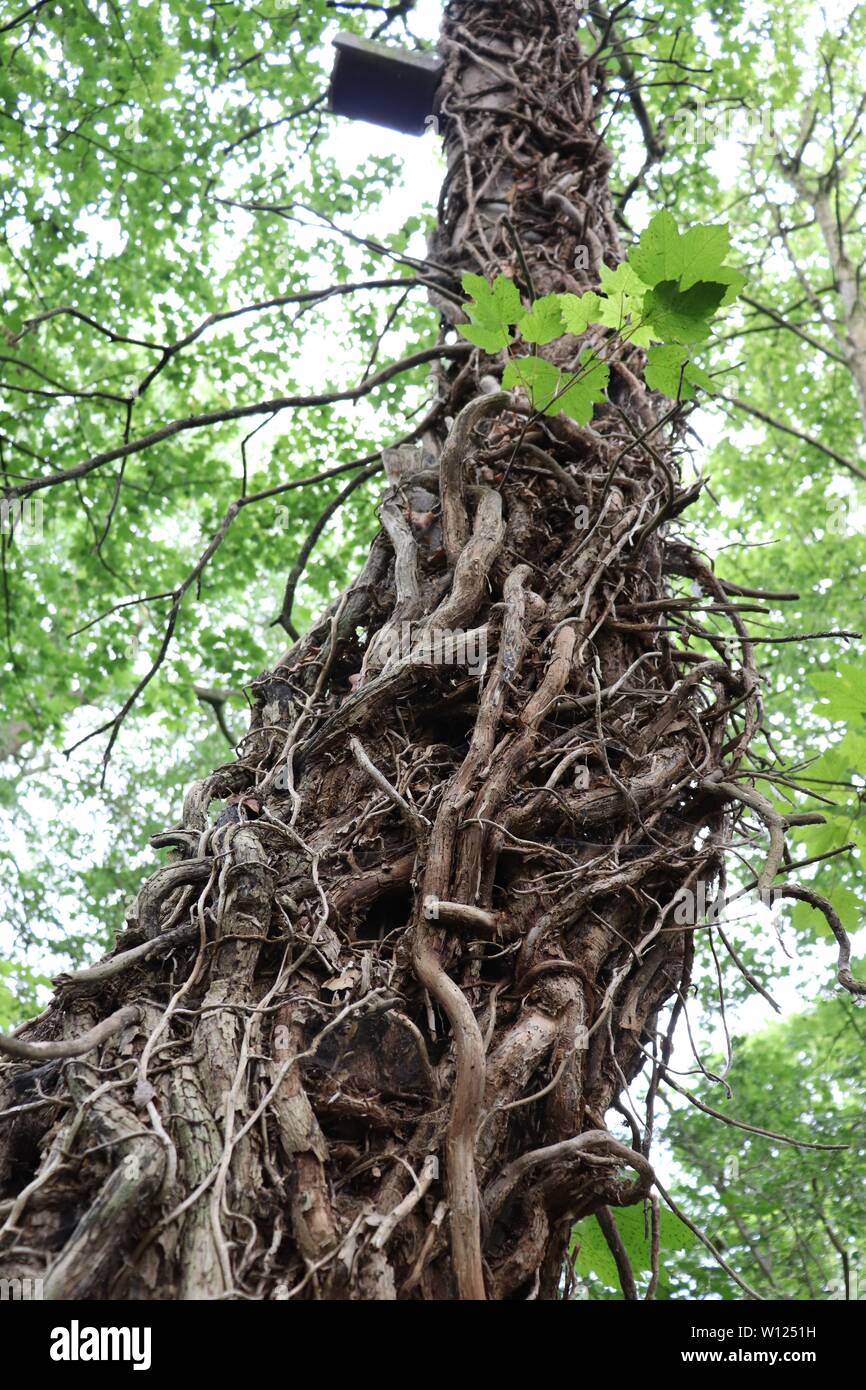 Tree Trunk, Bark Stock Photo - Alamy