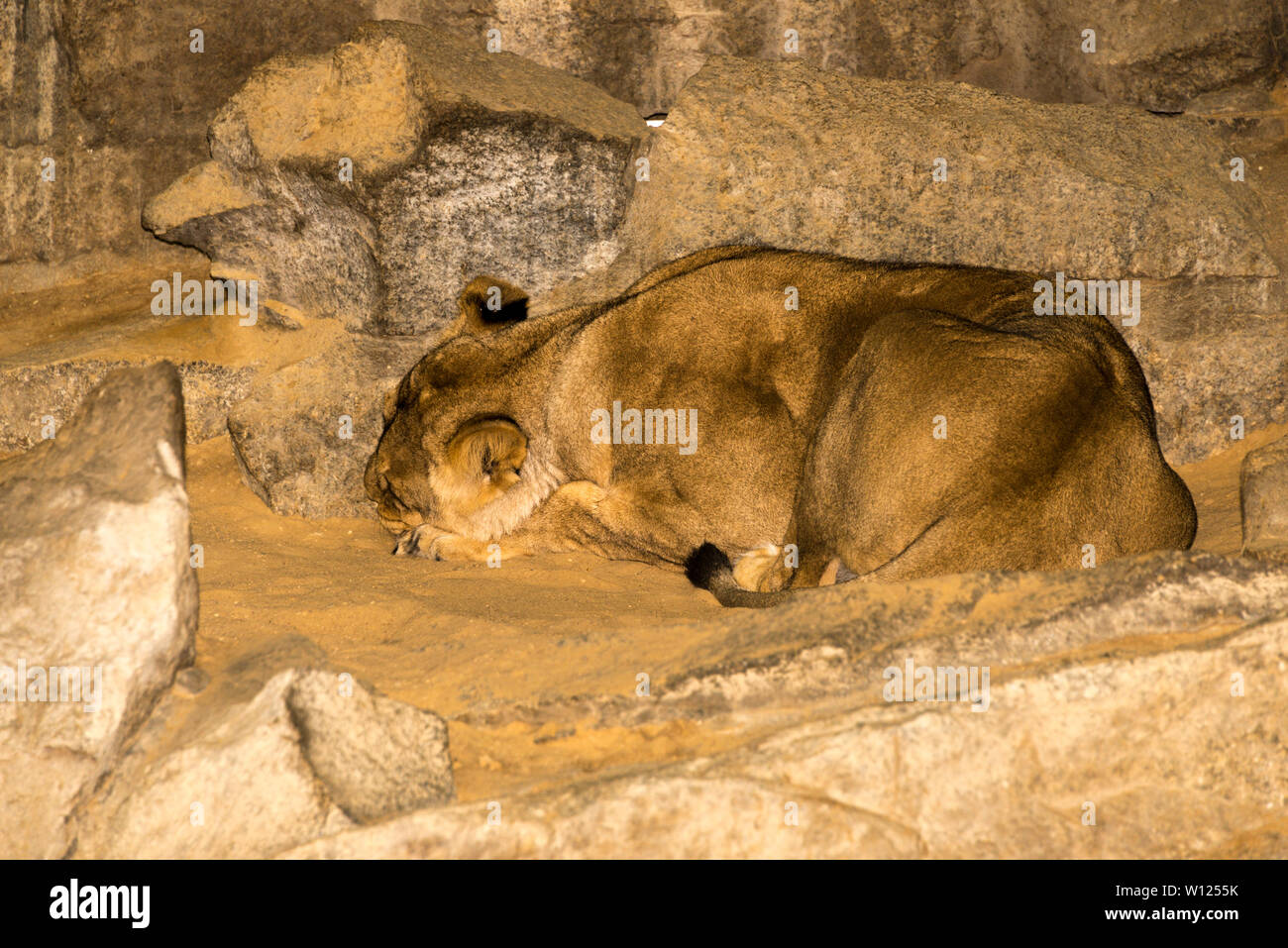 Sleeping lioness panthera leo hi-res stock photography and images - Alamy
