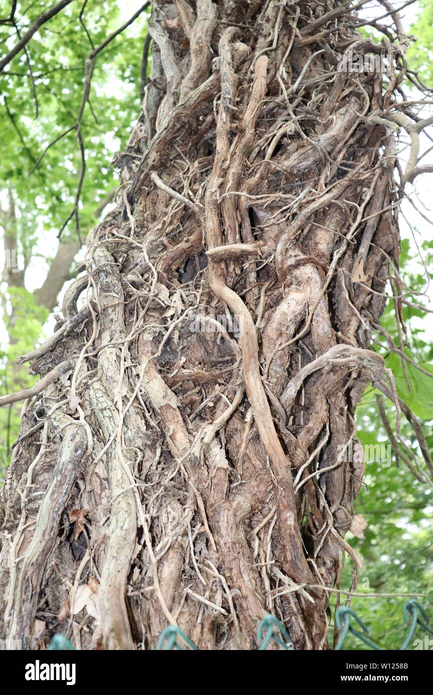 Tree vines hi-res stock photography and images - Alamy