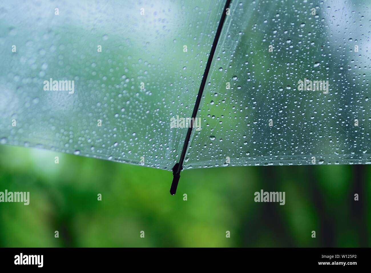 Macro texture of rain droplets on clear plastic umbrella in green ...