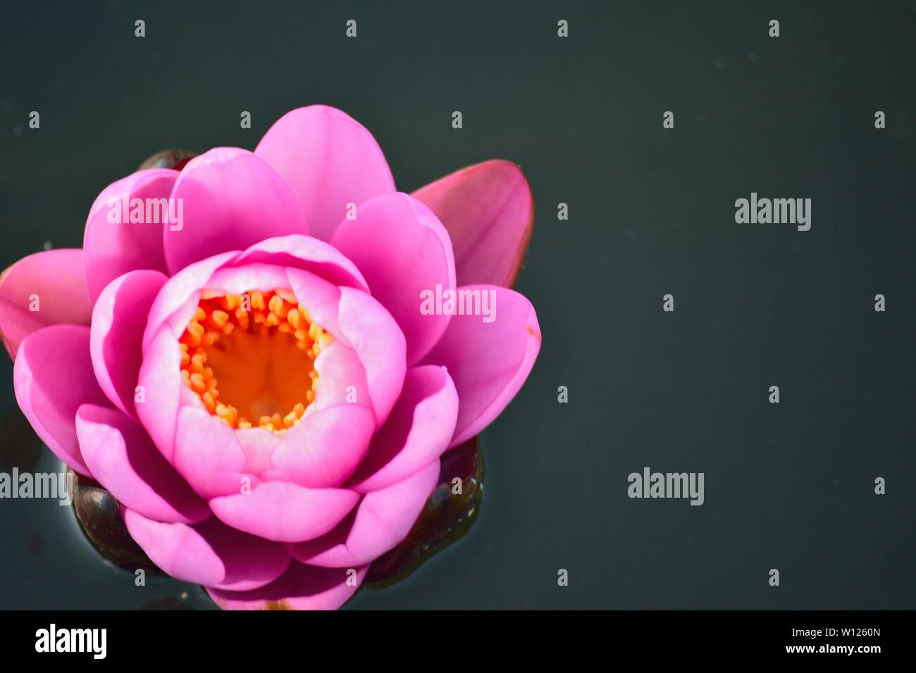 Macro details of Japanese Pink Lotus flower in pond Stock Photo - Alamy