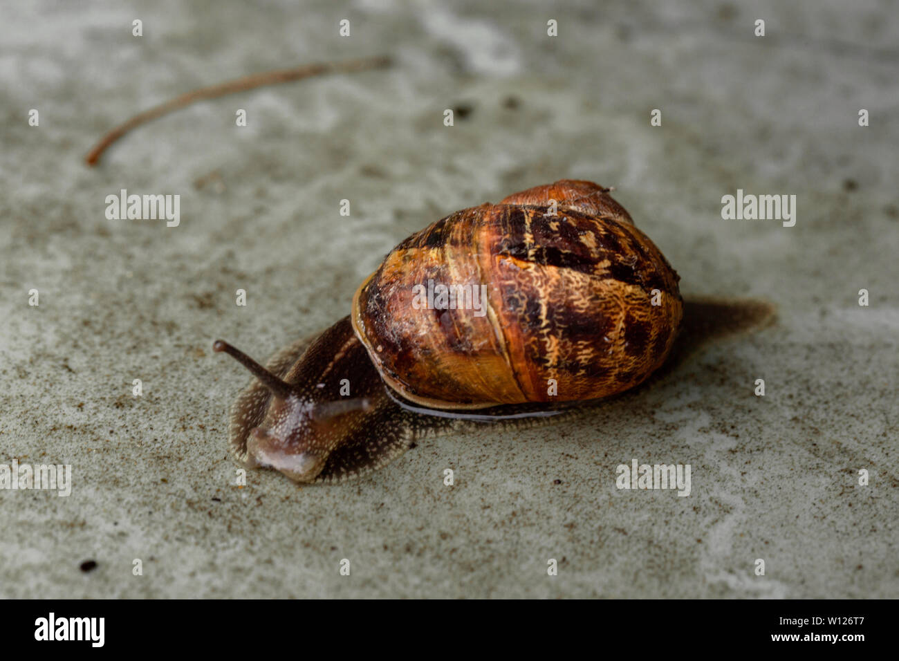 Macro closeup shot house hi-res stock photography and images - Alamy
