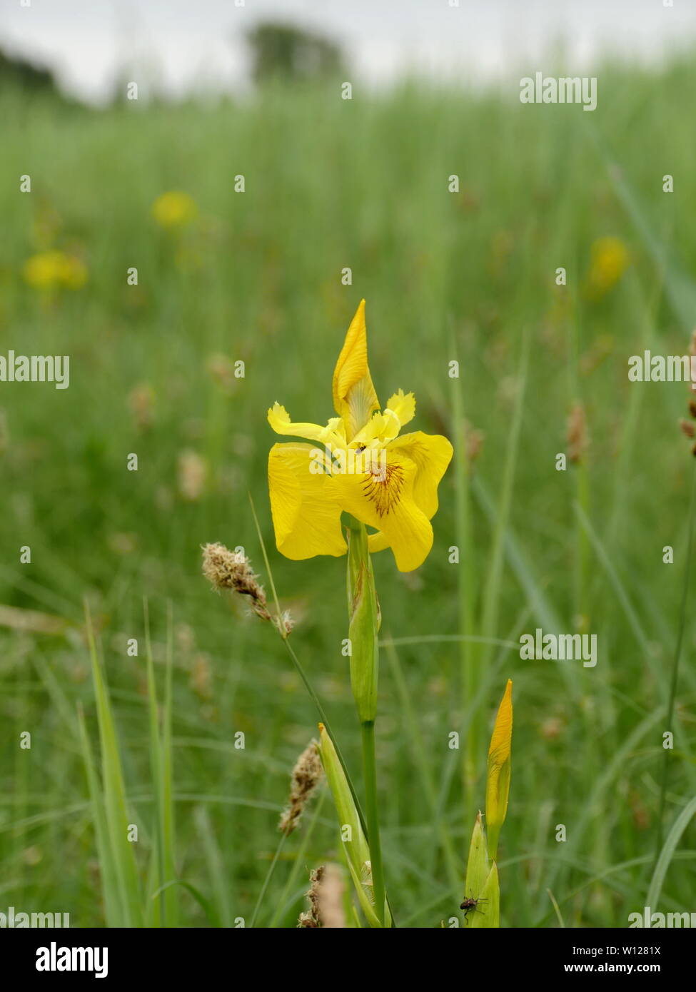 Beautiful swamp iris hi-res stock photography and images - Alamy