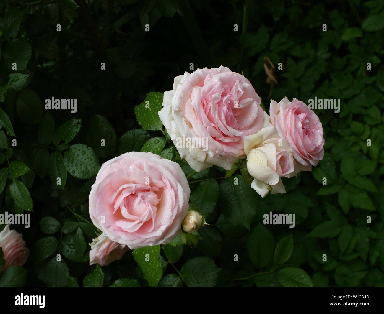Bush of pink-white roses, morning dew on rose petals Stock Photo - Alamy