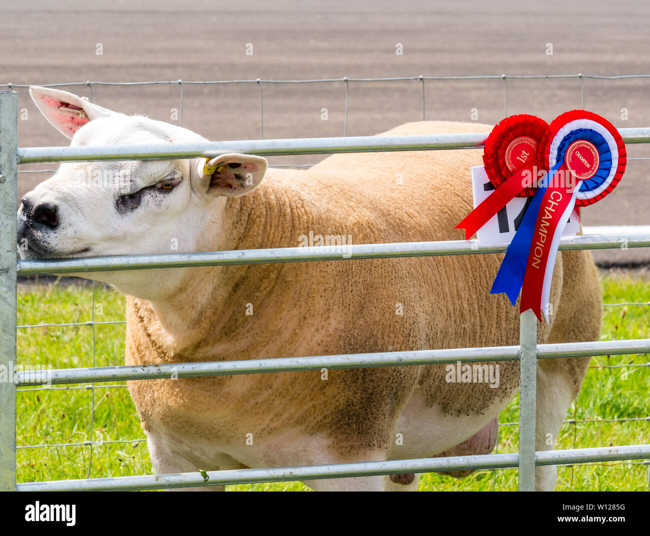 Champion sheep hi-res stock photography and images - Alamy