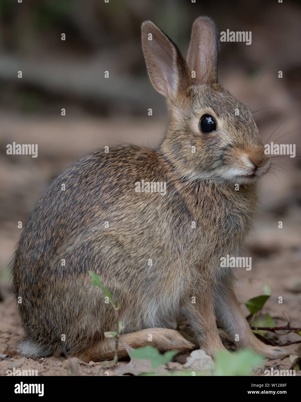 Wild baby bunny rabbit close-up Stock Photo - Alamy