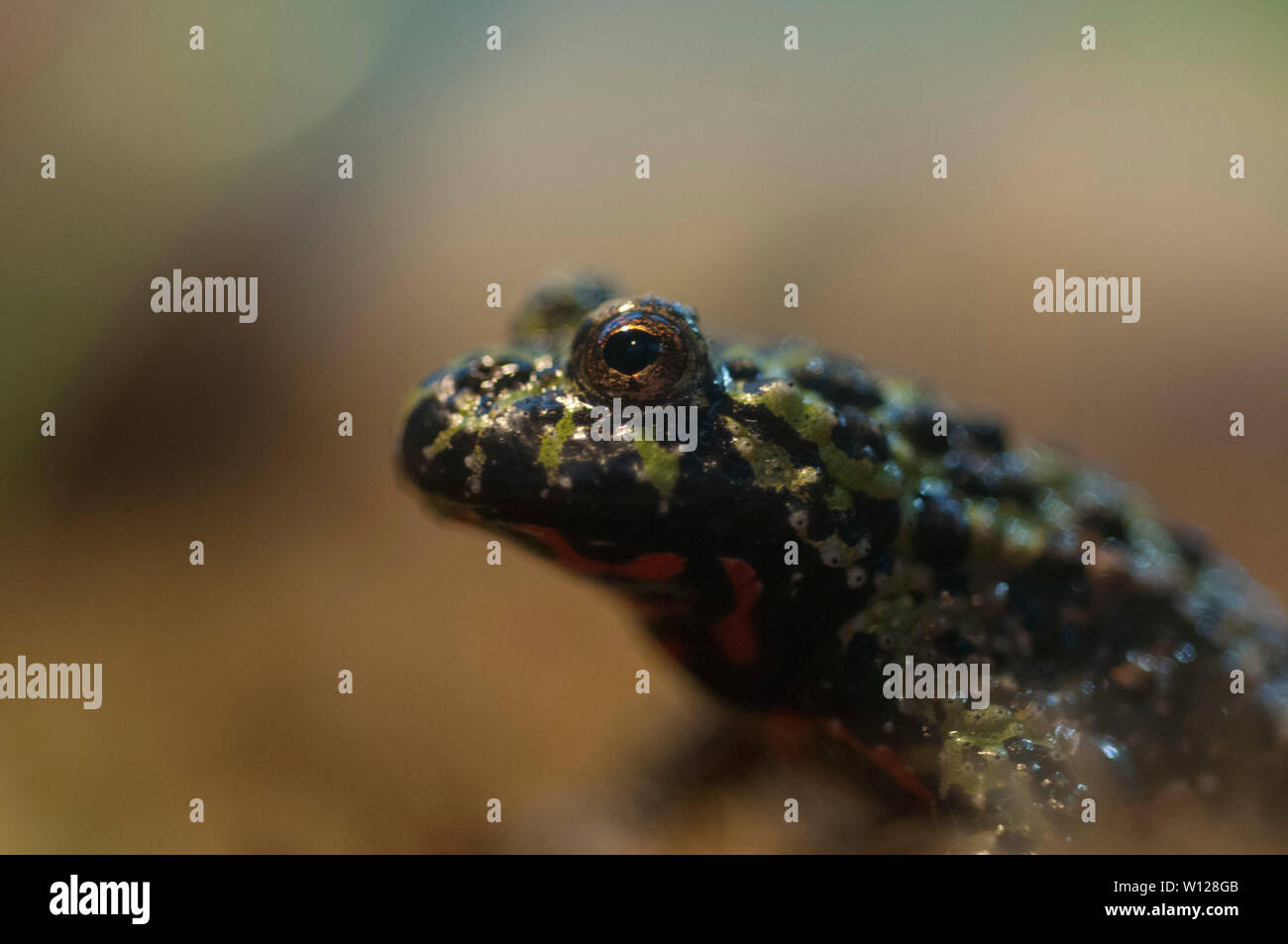 Fire bellied Toad Stock Photo - Alamy