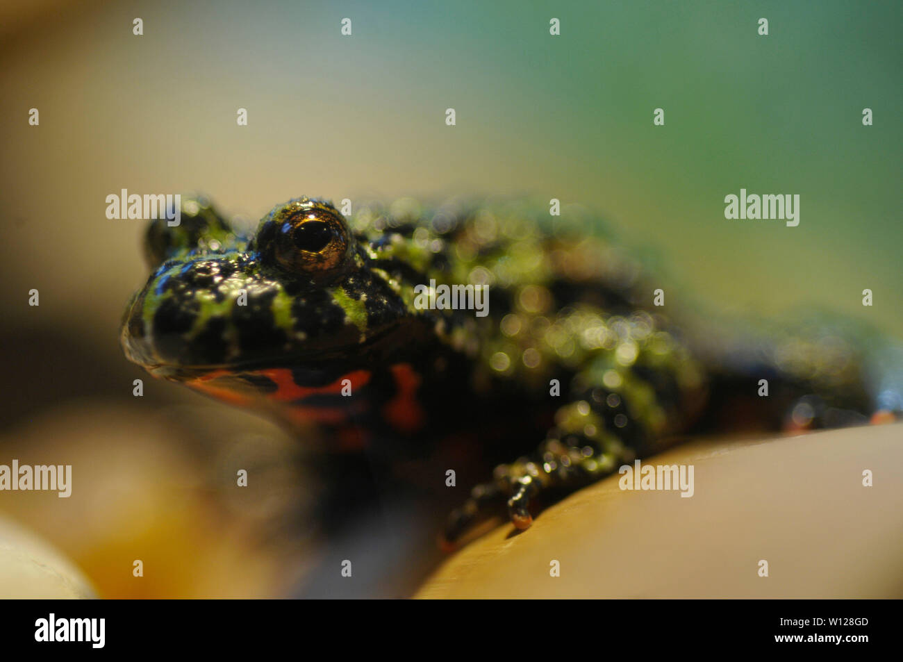 Fire bellied Toad Stock Photo - Alamy
