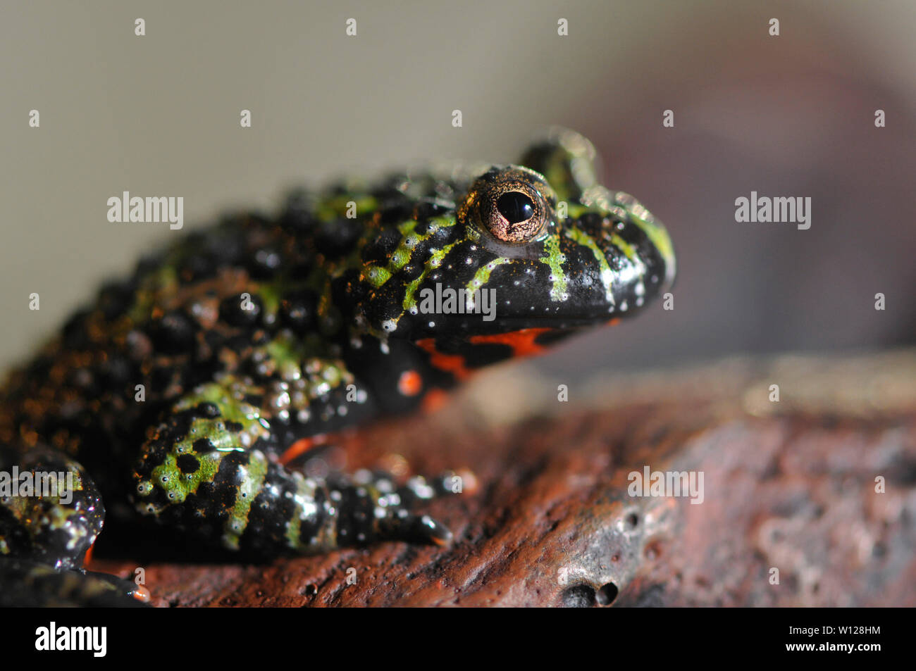 Fire bellied Toad Stock Photo - Alamy