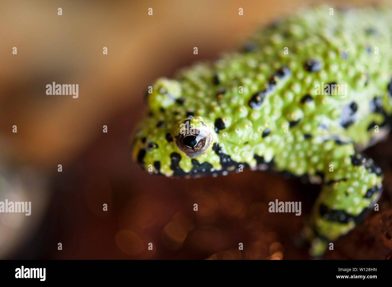 Fire bellied Toad Stock Photo - Alamy
