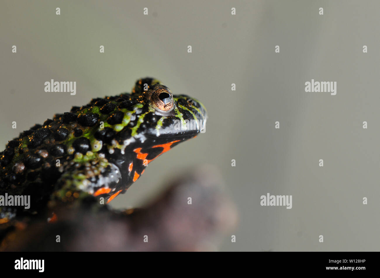 Fire bellied Toad Stock Photo - Alamy