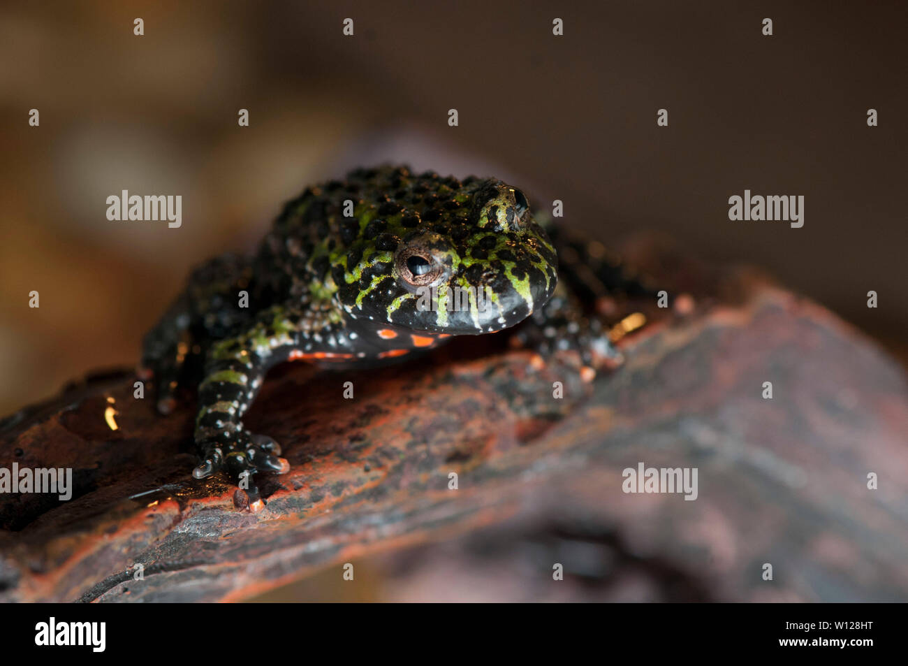 Fire bellied Toad Stock Photo - Alamy